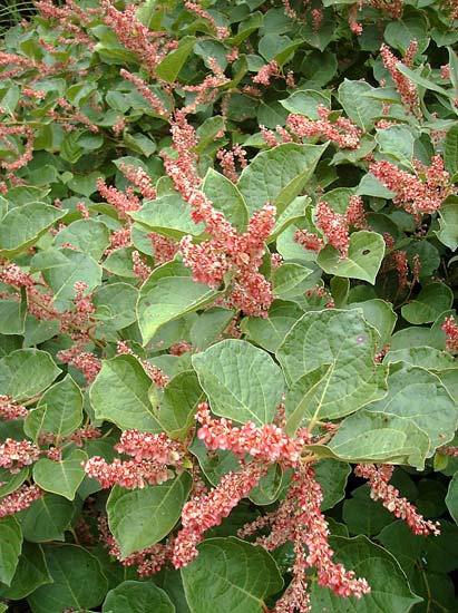 Fallopia japonica var. compacta at Digging Dog Nursery