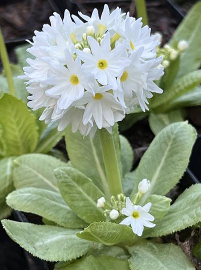 Primula denticulata at Digging Dog Nursery